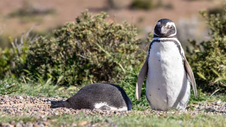 Peninsula Valdés e Puerto Madryn: pinguins, baleias e muito mais!