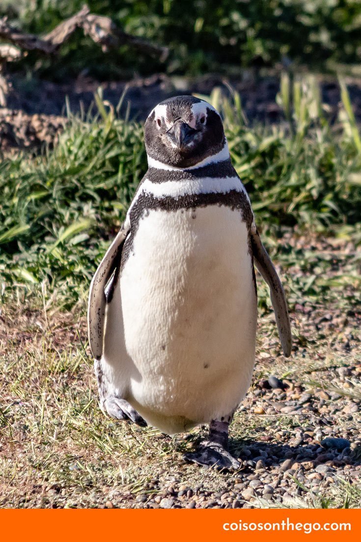 Peninsula Valdés e Puerto Madryn: pinguins, baleias e muito mais!
